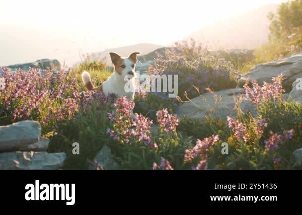 Jack russell dog stands Stock Videos & Footage - HD and 4K Video Clips ...