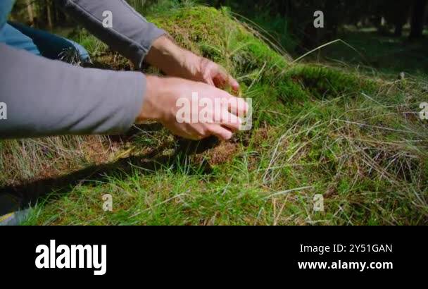 Planting a small spruce tree in with coniferous green forest background ...