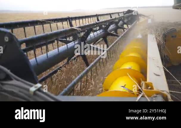 Close up knife of combine spinning and cutting ears of wheat. Harvester ...