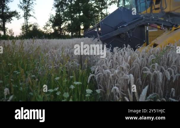 Grain harvester gathering crop of wheat at evening time. Combine ...