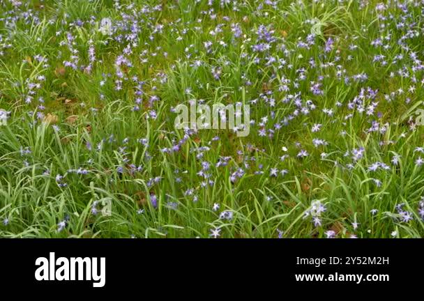 White star shaped spring flower Stock Videos & Footage - HD and 4K ...