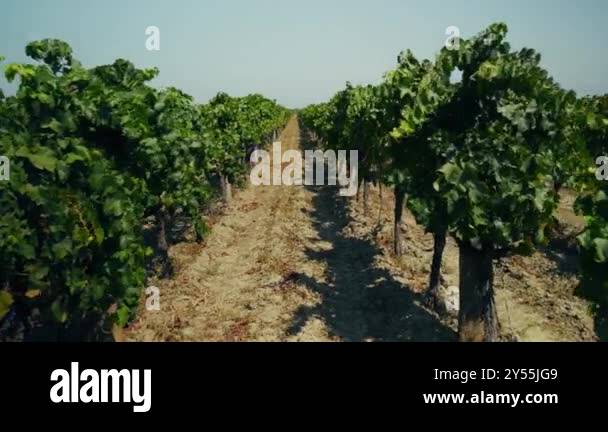 Grapevine field Stock Videos & Footage - HD and 4K Video Clips - Alamy