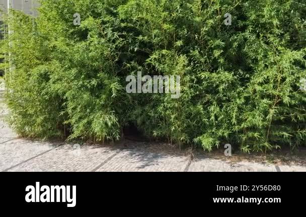 Non evergreen Stock Videos & Footage - HD and 4K Video Clips - Alamy