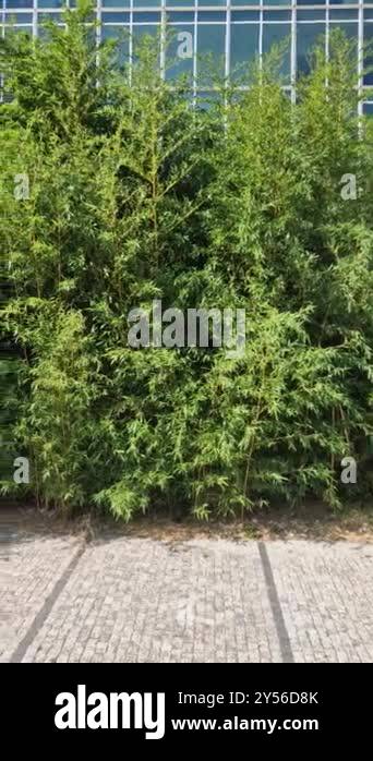 non-invasive, woody, flowerbed with bamboos in an outdoor atrium ...
