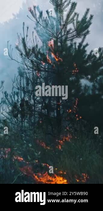 Vertical slow-motion footage of a pine tree burning intensely in a ...