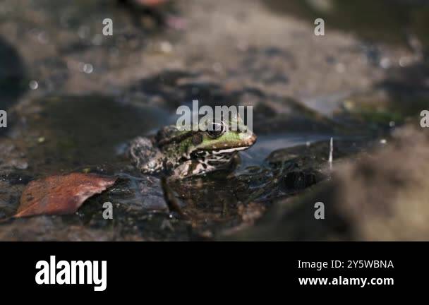 Shallow color of skin Stock Videos & Footage - HD and 4K Video Clips ...