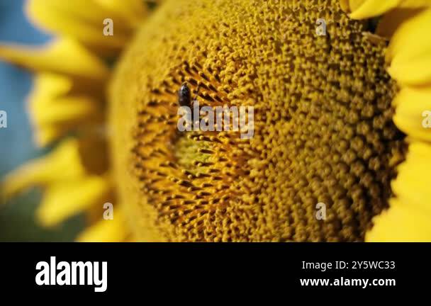 Sunflower structure Stock Videos & Footage - HD and 4K Video Clips - Alamy