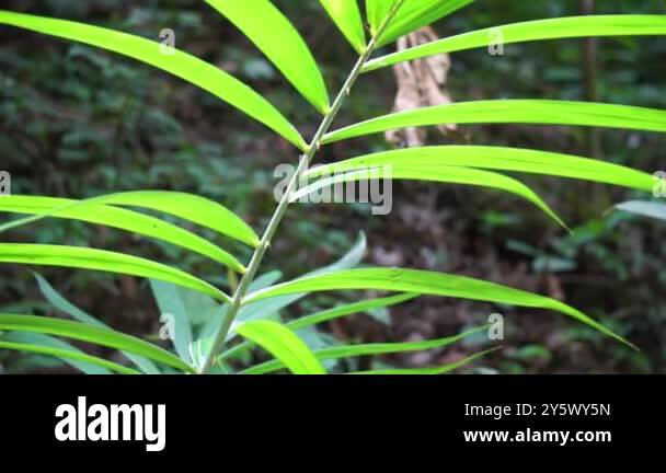 Rattan tree in the jungle. Rattan were also historically known as ...