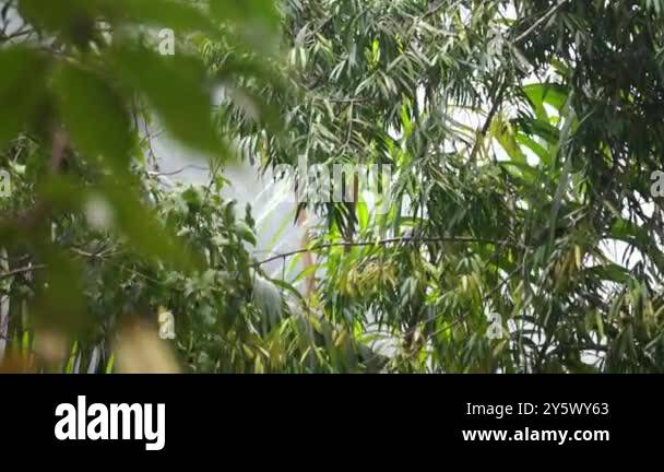 Rattan tree in the jungle. Rattan were also historically known as ...
