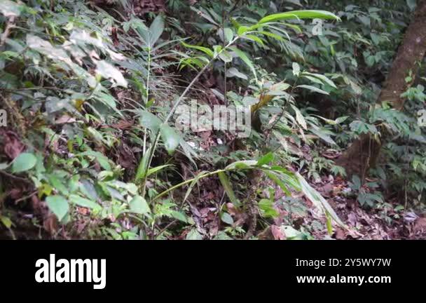 Rattan tree in the jungle. Rattan were also historically known as ...