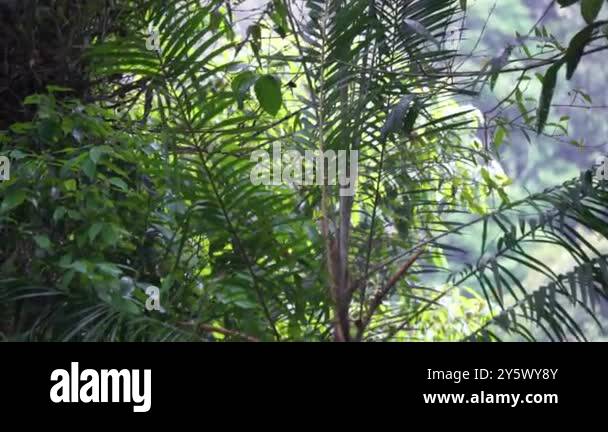 Rattan tree in the jungle. Rattan were also historically known as ...