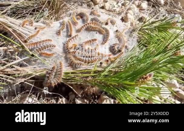 Larvae thaumetopoea pityocampa pine Stock Videos & Footage - HD and 4K ...
