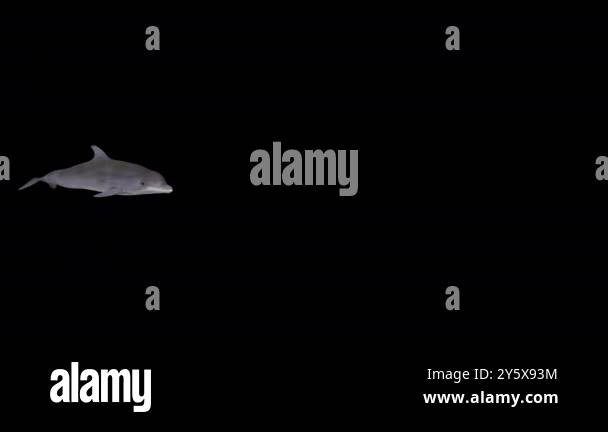 Dolphin swims from left to right, Alpha Channel, 3D Render Stock Video ...