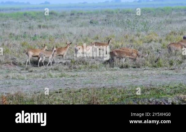 Wild animals of assam Stock Videos & Footage - HD and 4K Video Clips ...