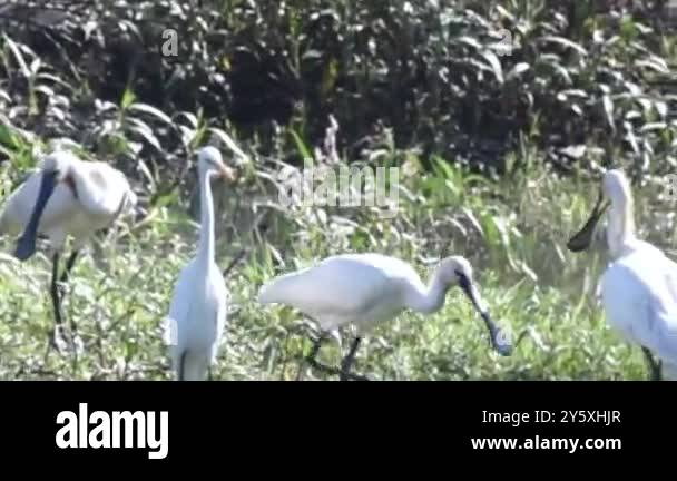 Mula river Stock Videos & Footage - HD and 4K Video Clips - Alamy
