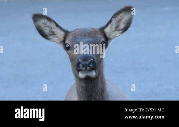 Mule animal Stock Videos & Footage - HD and 4K Video Clips - Alamy