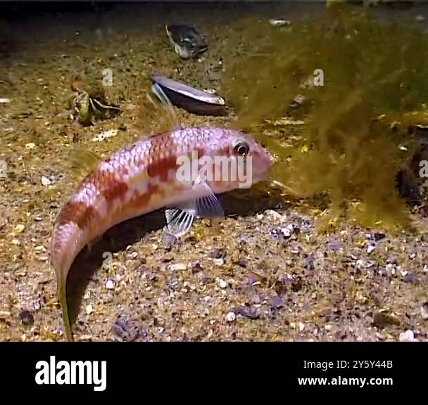Cryptic marine species Stock Videos & Footage - HD and 4K Video Clips ...