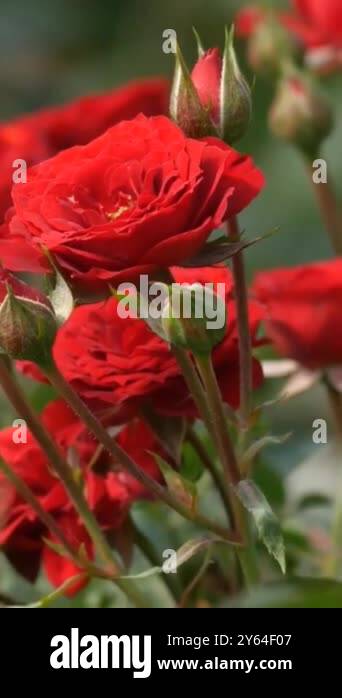 Beautiful blooming red roses flowers in the countryside rose garden ...