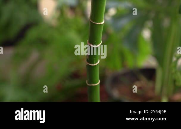 Flora. Tilt along a Dracaena sanderiana, also known as Lucky Bamboo ...