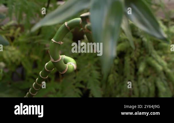 Flora. Closeup view of a Dracaena sanderiana, also known as Lucky ...