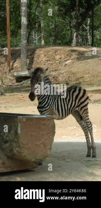 Mother and baby zebra running in Naivasha safari park. High quality ...