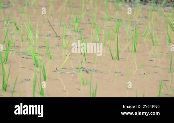 Just planted rice plant. It is a very popular cereal plant. Paddy ...