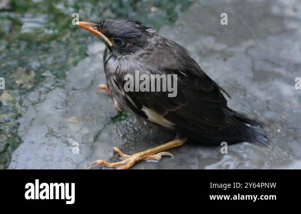 Baby Indian Myna Birds. Its other names Common myna and mynah. This is ...