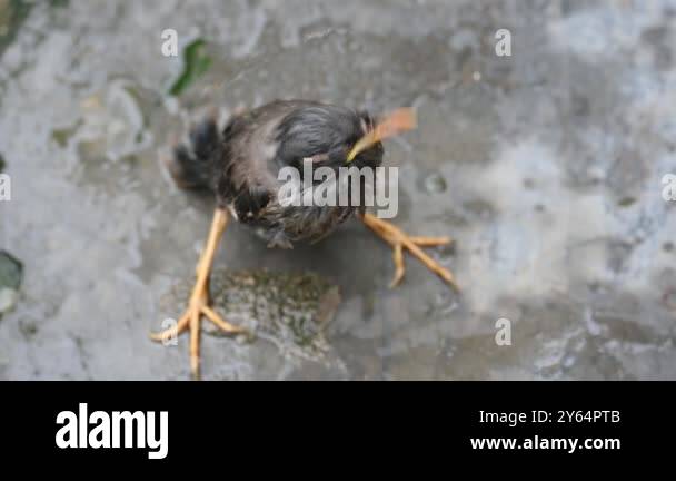 Baby Indian Myna Birds. Its other names Common myna and mynah. This is ...