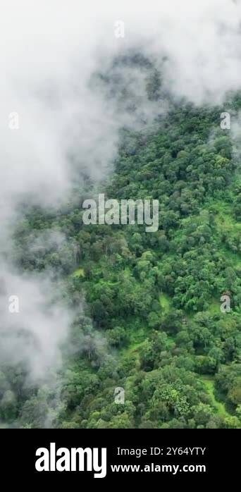 Deforestation vertical Stock Videos & Footage - HD and 4K Video Clips ...