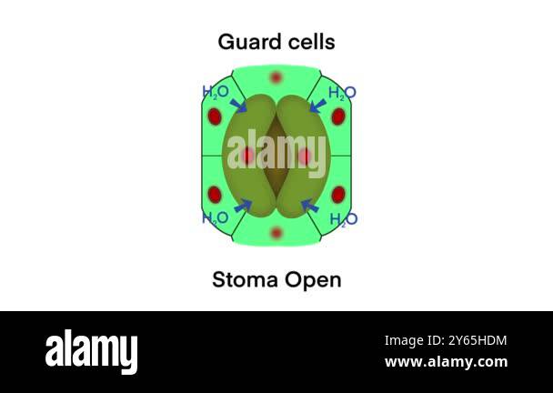 Guard cells, Stoma closing and Stoma opening, microscopic photo of stomata on the leaf ...