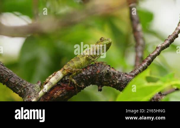 60 fps of an Okinawan tree lizard resting in a tree, in the rain, in ...