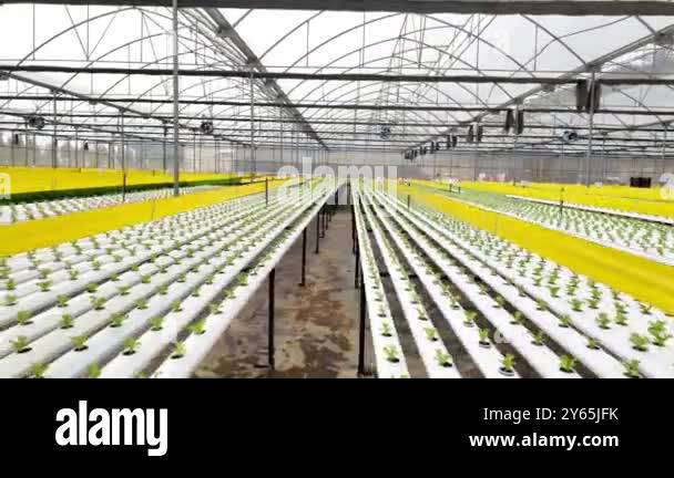 Crystal lettuce Stock Videos & Footage - HD and 4K Video Clips - Alamy