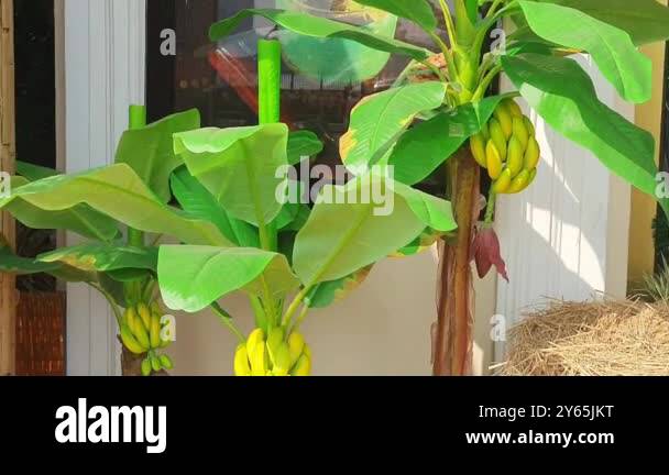 Scene decorate home for Tet from environmentally friendly material as ...