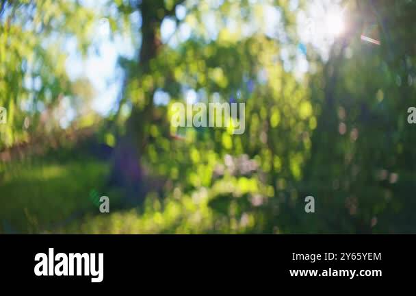 Sun rays filter through softly focused forest foliage, with a subtle ...