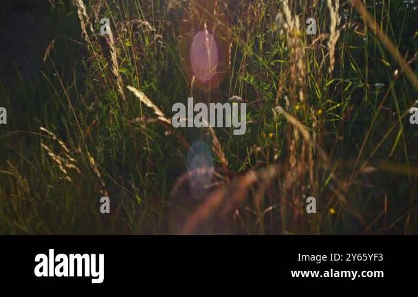 Upward tilt shot from wild forest grass to a clear sky, with radiant ...