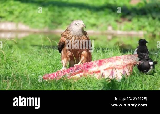 Predatory instinct in nature Stock Videos & Footage - HD and 4K Video ...