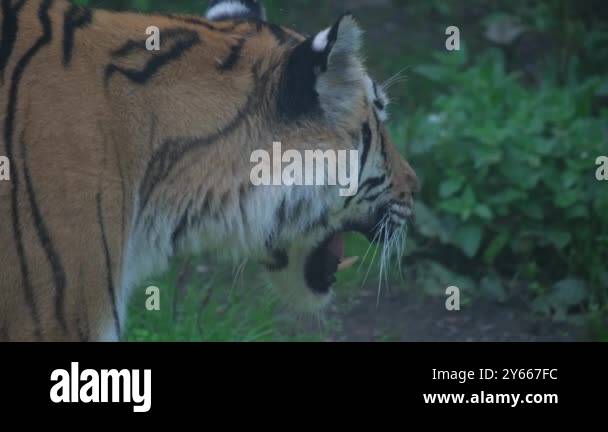 Tiger patterns Stock Videos & Footage - HD and 4K Video Clips - Alamy