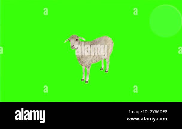 Curious sheep looking around on green screen background, ideal for ...