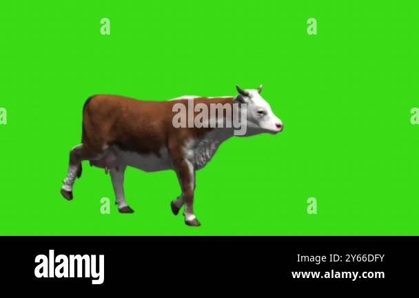 Serene cow walking on green screen background, perfect for chroma ...