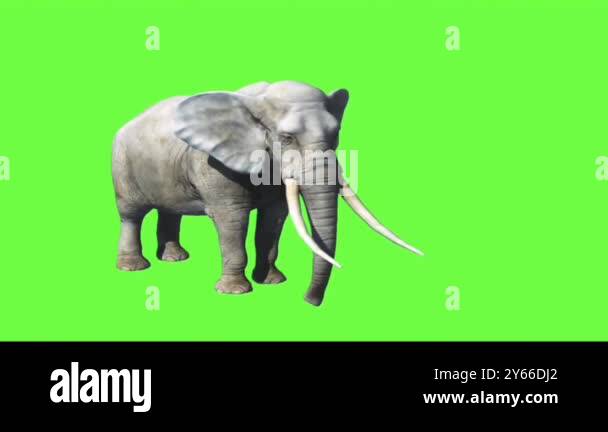 Majestic elephant standing and looking around on green screen ...
