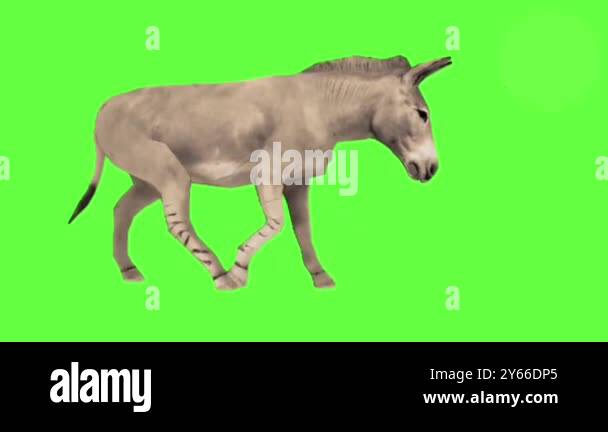 Adorable donkey walking on green screen background, perfect for chroma ...