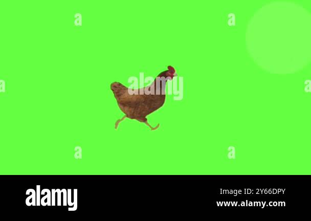 Domestic chicken hen walking on green screen background, ideal for ...