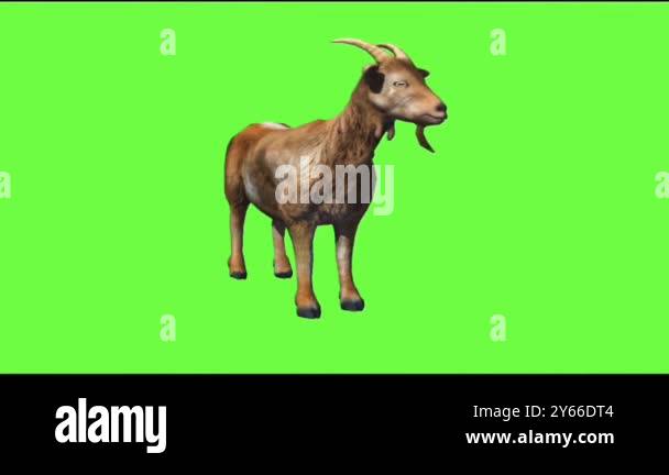 Curious goat looking around on green screen background, perfect for ...