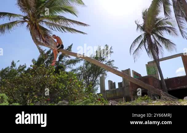 Man climbing a palm tree on the beach in Playa del Carmen Quintana Roo ...