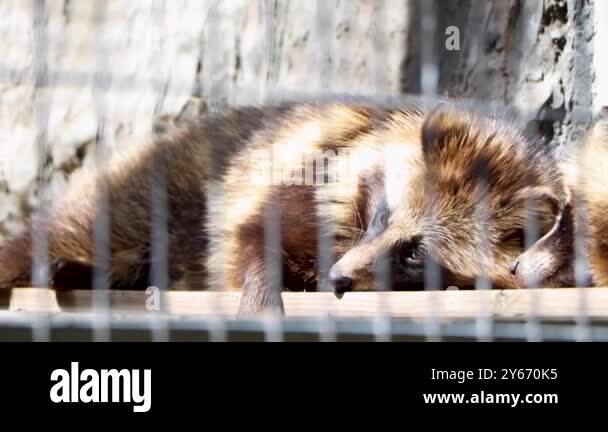 Zoo cage animal Stock Videos & Footage - HD and 4K Video Clips - Alamy