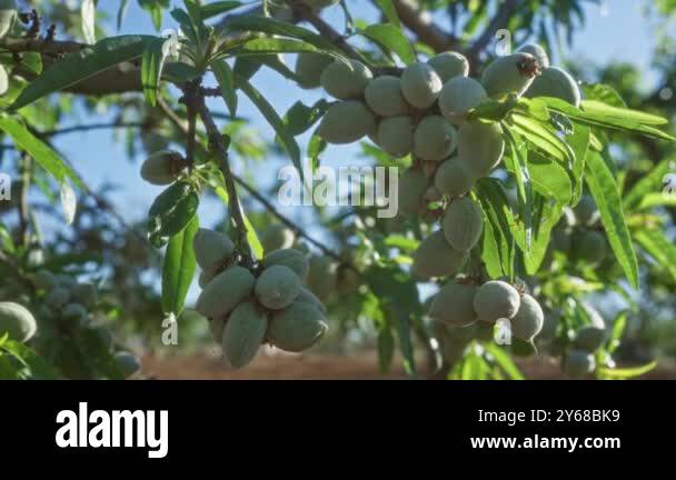 Close up almond tree branches Stock Videos & Footage - HD and 4K Video ...