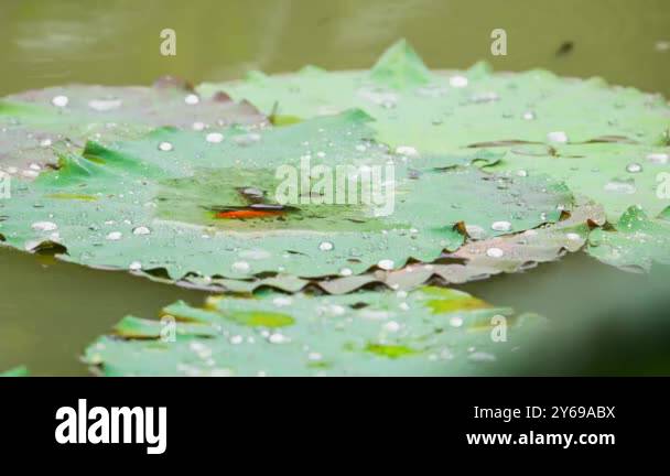 Diving kingfisher Stock Videos & Footage - HD and 4K Video Clips - Alamy