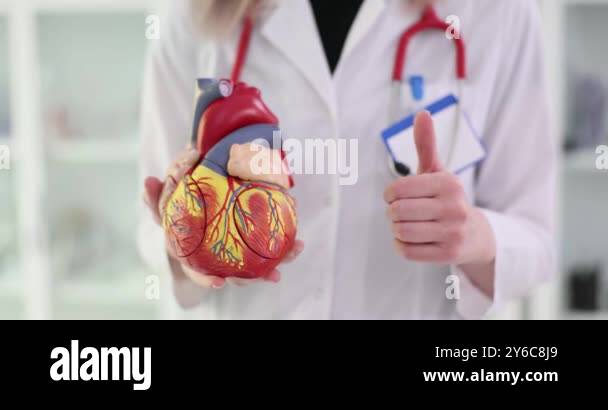 Cardiologist holds an anatomical model of heart and shows thumbs up ...
