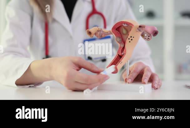 Demonstration of a model of the female reproductive system and a ...