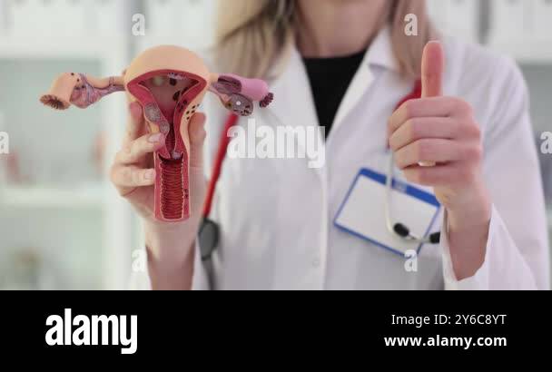 Gynecologist holding female reproductive system anatomy model and ...